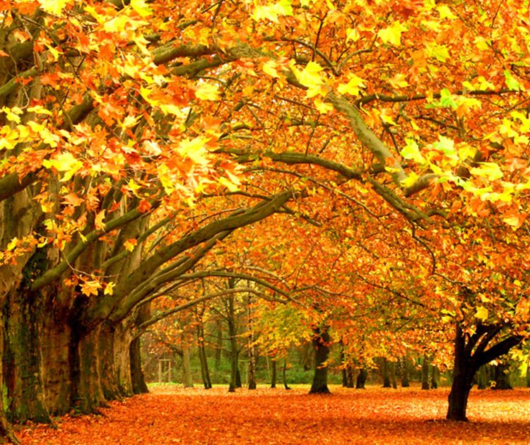 Избрани најдобрите литературни и ликовни творби за есента - OhridNews