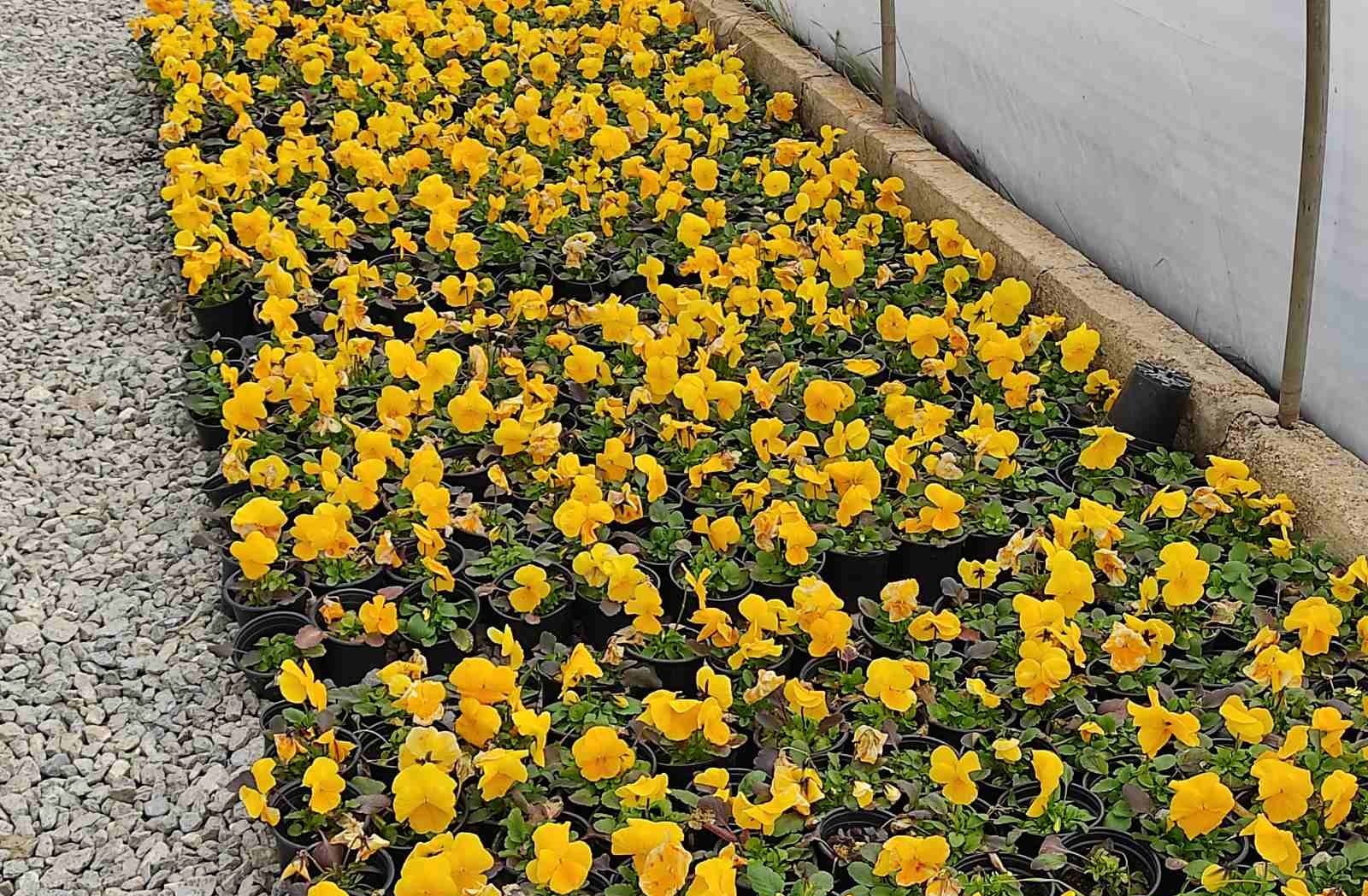 ЈП „Охридски Комуналец“ со акција за доделување садници сезонски цветен ...