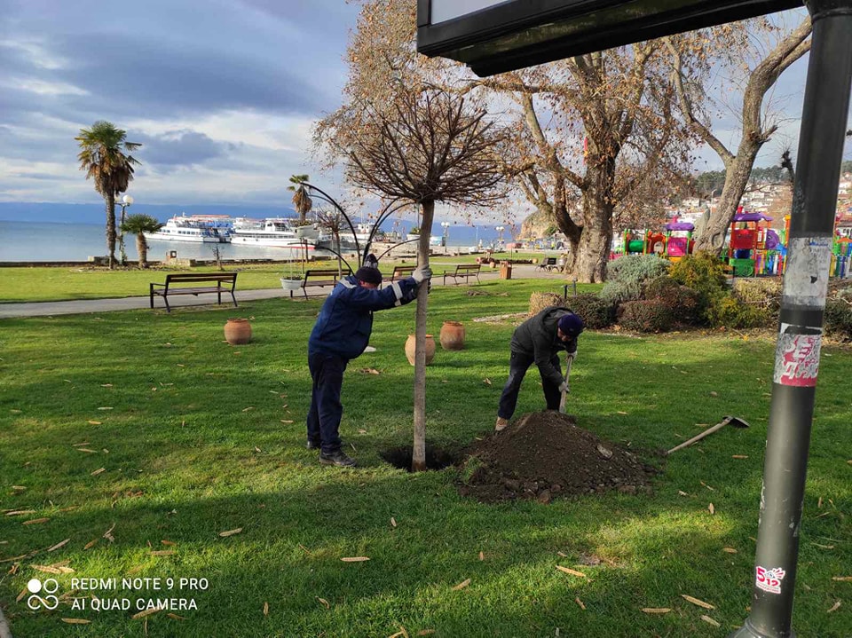 Јаворите од „Македонски Просветители“ се пресадуваат во градскиот парк ...