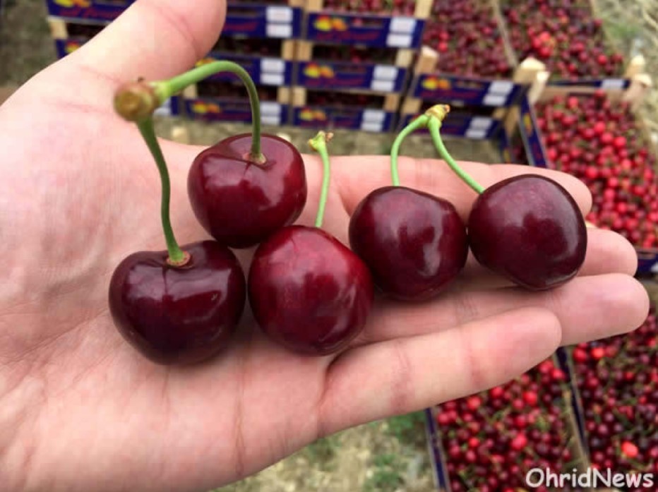 Земјоделците стравуваат за пласманот на охридската цреша на рускиот ...