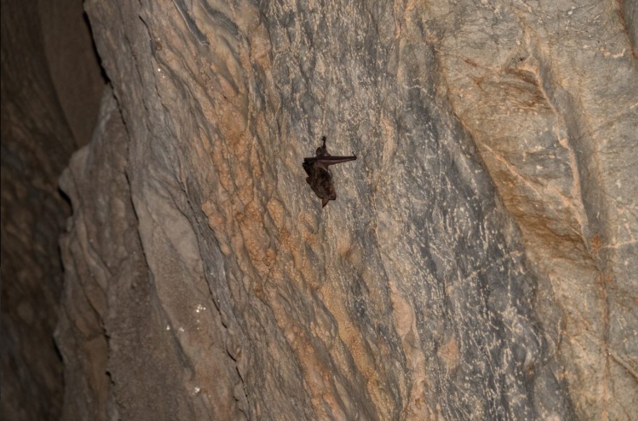 Онлајн кампања за заштита на пештерите и лилјаците во националниот парк ...